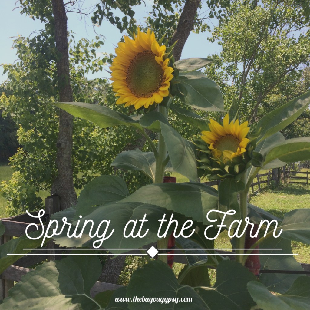 Spring at the Farm 2017. – the bayou gypsy